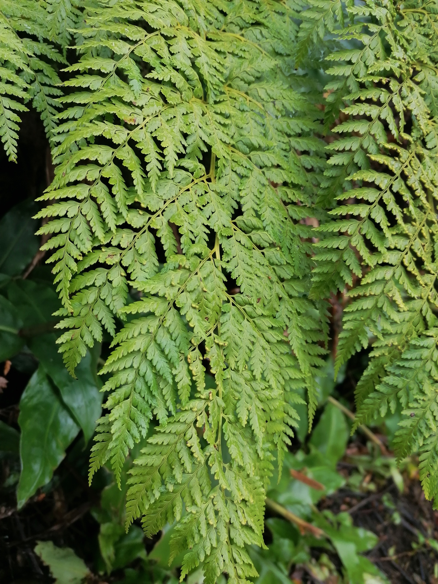 Culcita macrocarpa C.Presl