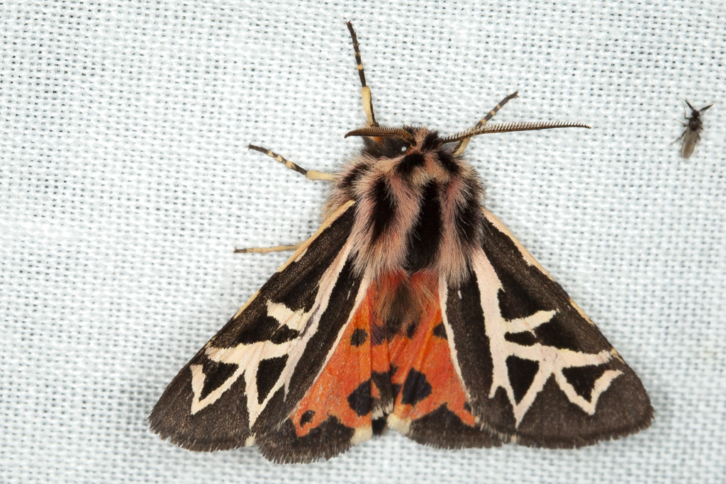 Williams' Tiger Moth from East Fork of the Bear cabin, Summit County ...