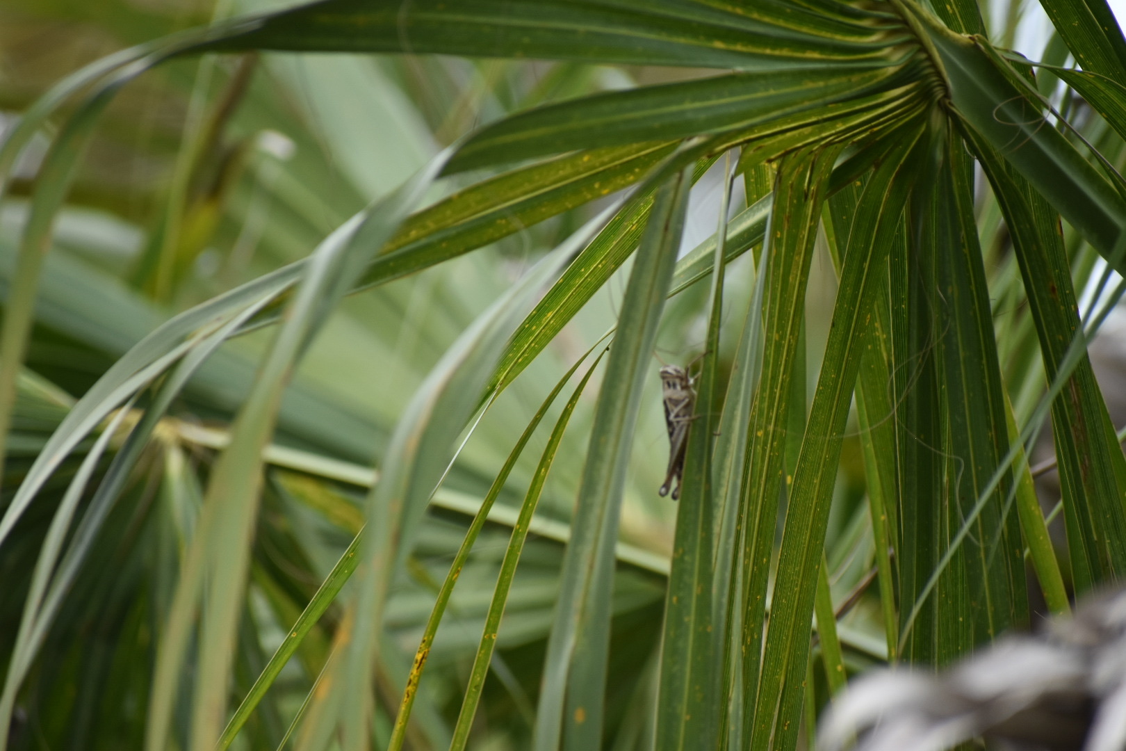 Schistocerca serialis cubense (Saussure, 1861)