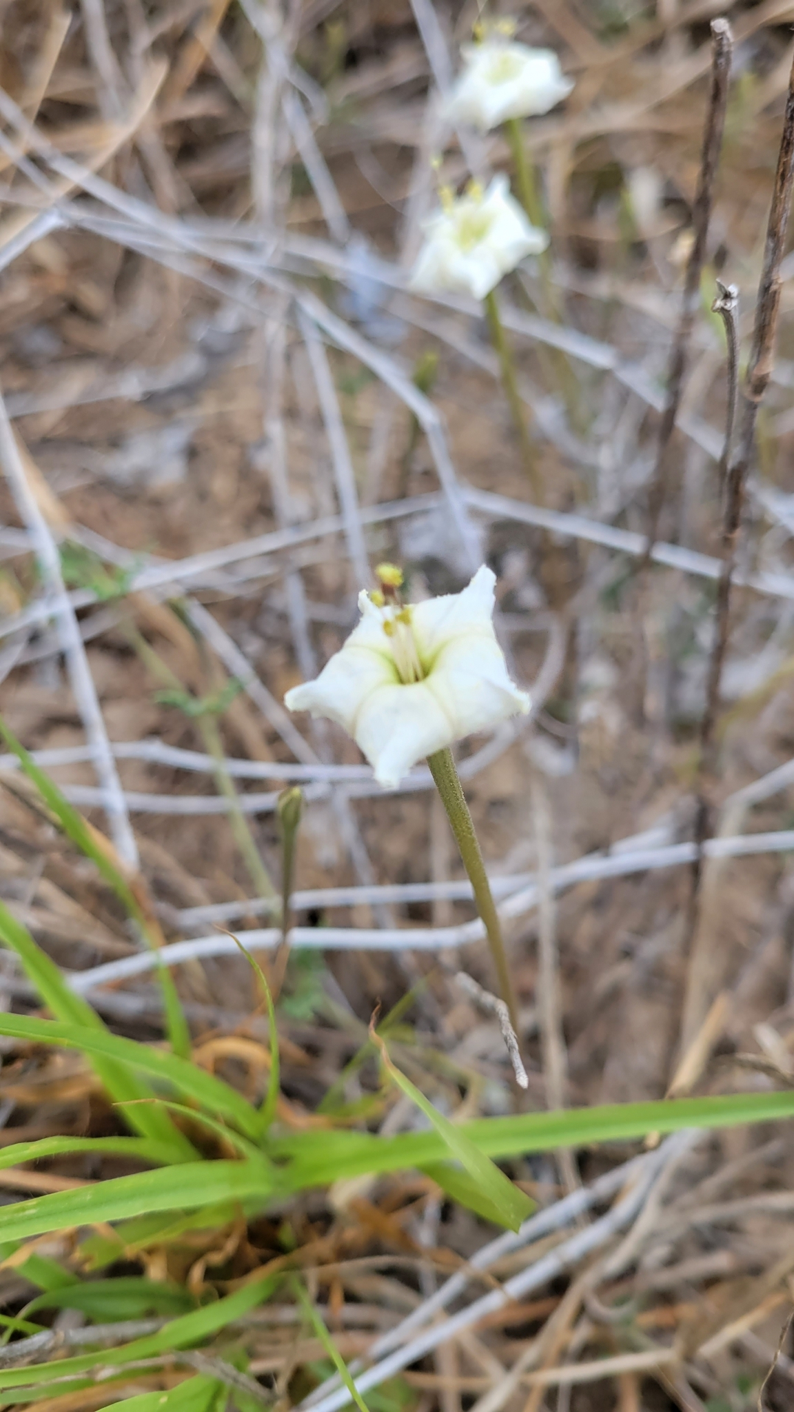 Acleisanthes longiflora A.Gray