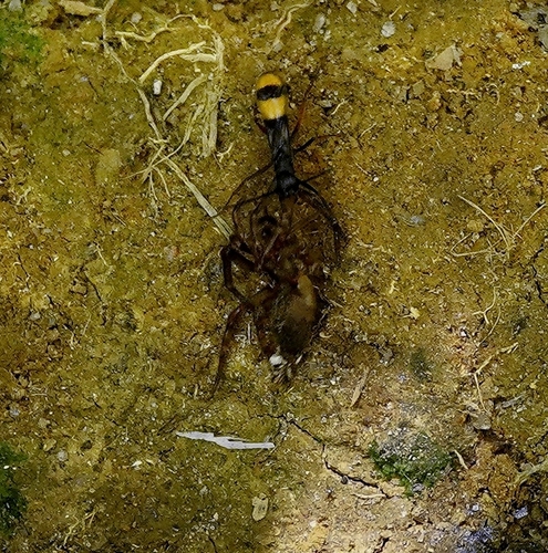 Priocnemis venustipennis · iNaturalist