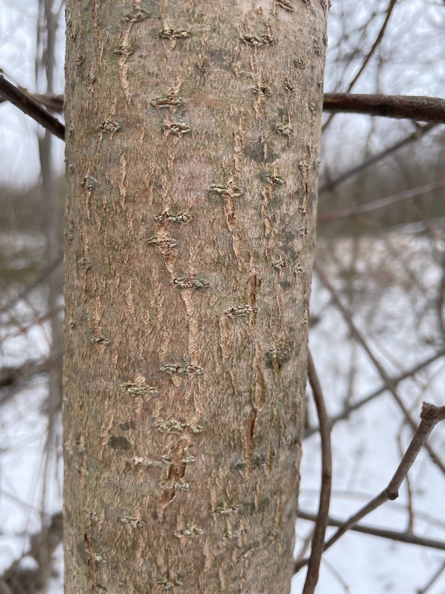 Phellodendron amurense Rupr.