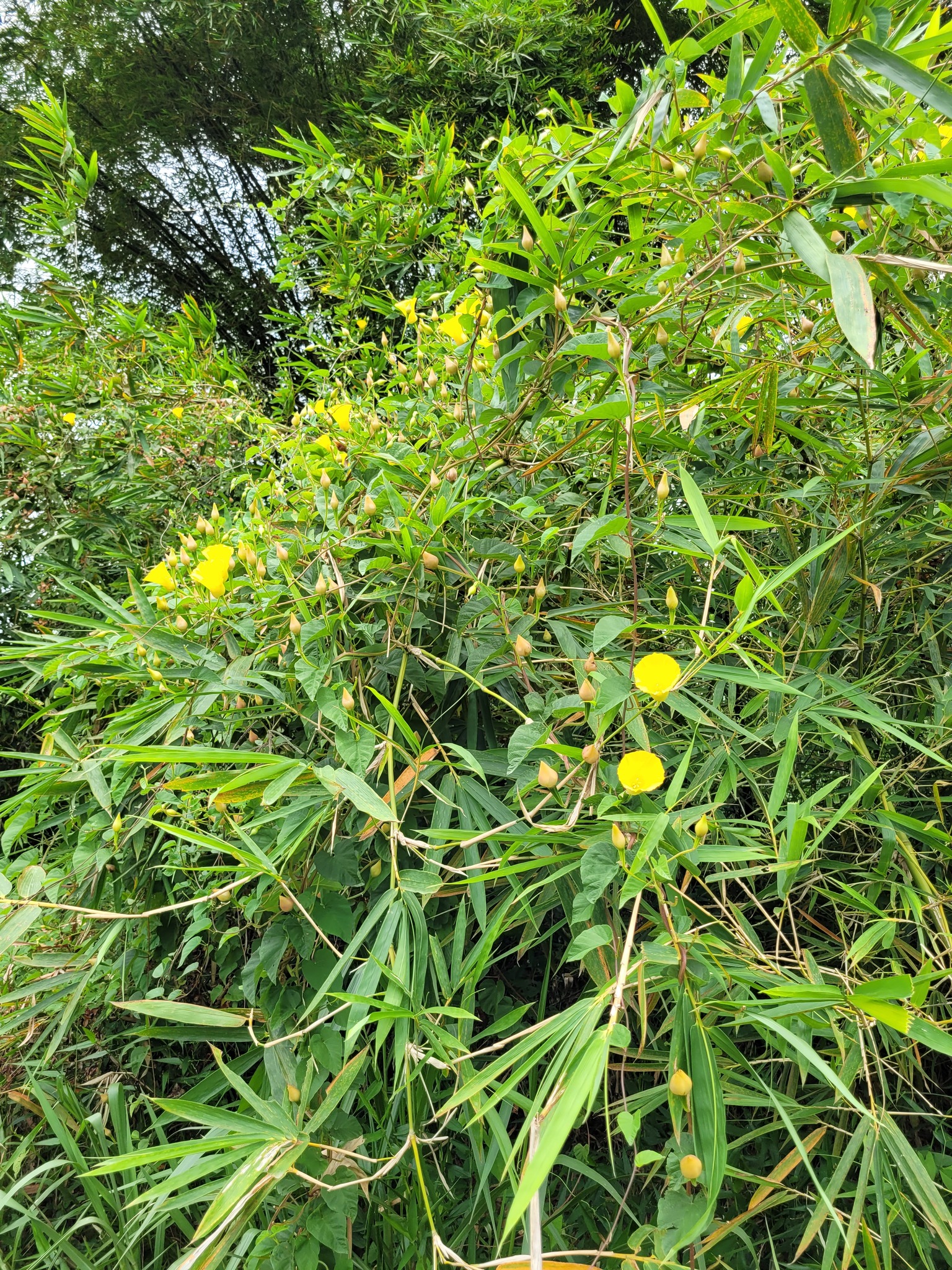 Operculina hamiltonii (G.Don) D.F.Austin & Staples