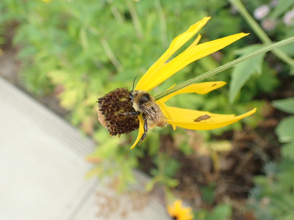 Red-belted Bumble Bee from Douglasdale, Calgary, AB T2Z, Canada on ...