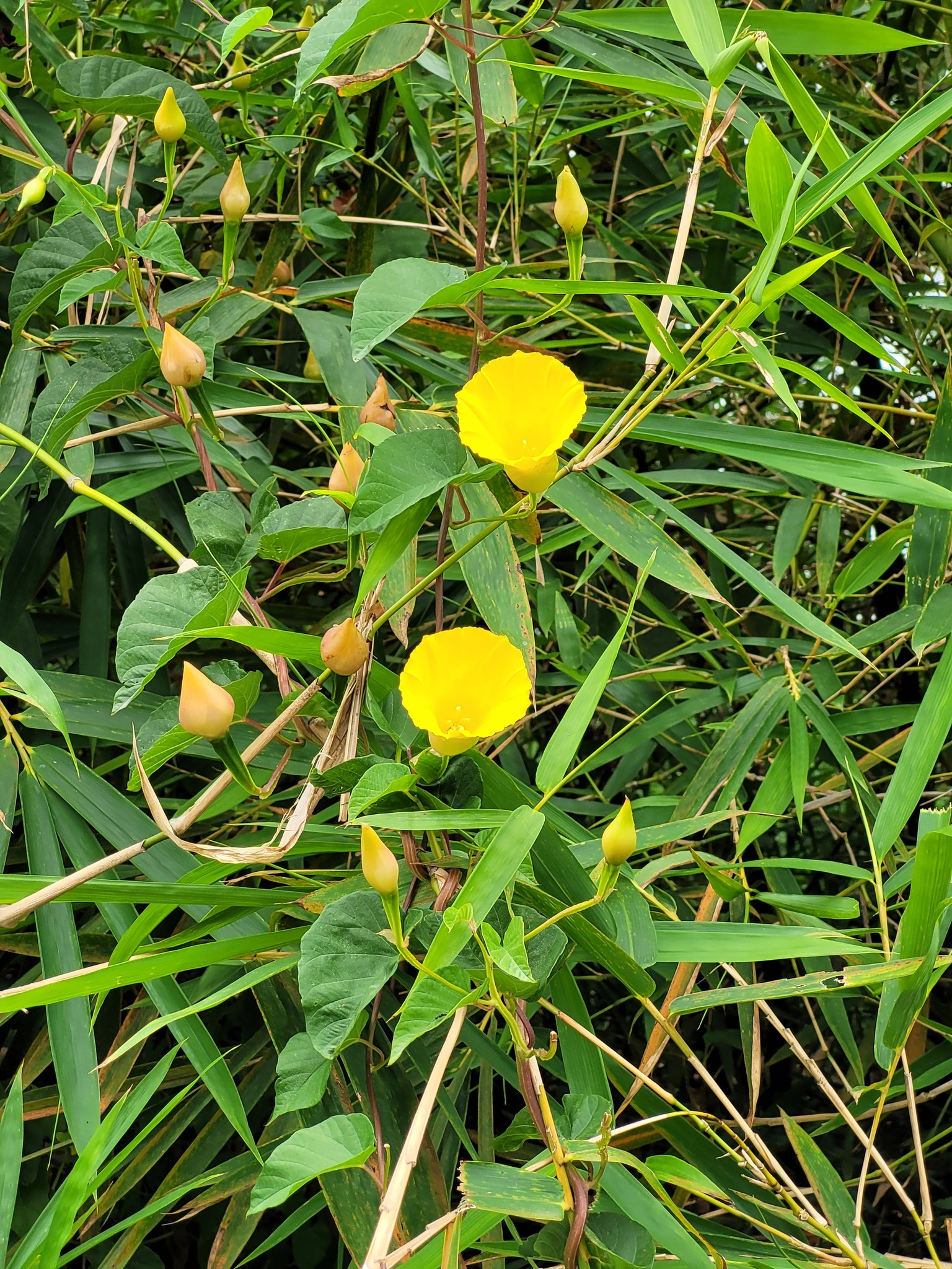 Operculina hamiltonii (G.Don) D.F.Austin & Staples