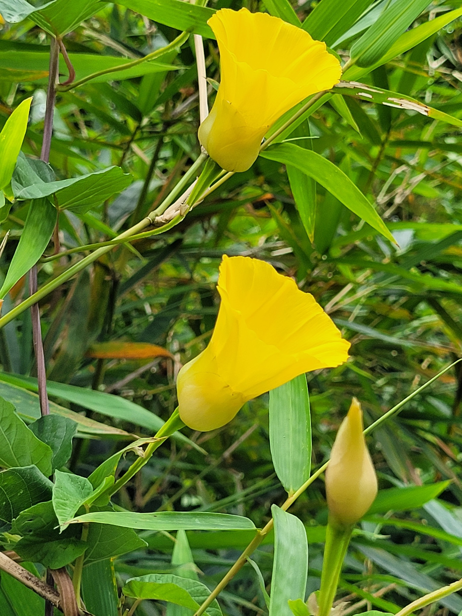 Operculina hamiltonii (G.Don) D.F.Austin & Staples