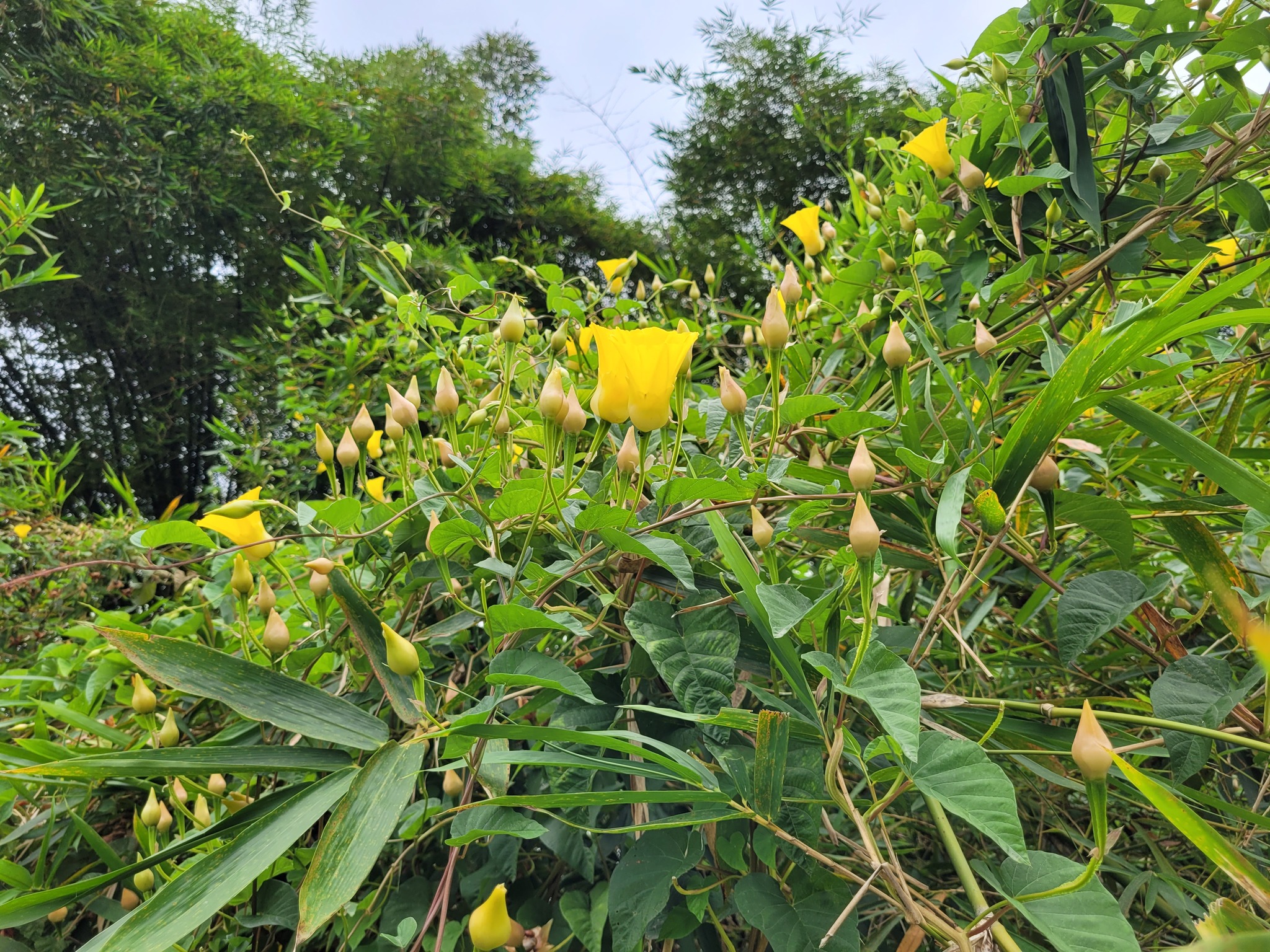 Operculina hamiltonii (G.Don) D.F.Austin & Staples