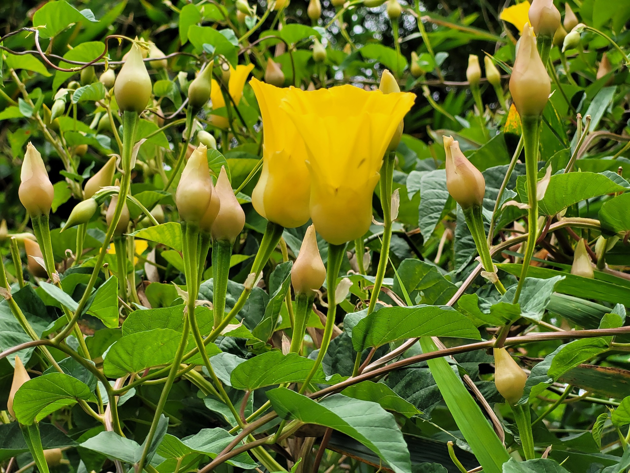 Operculina hamiltonii (G.Don) D.F.Austin & Staples