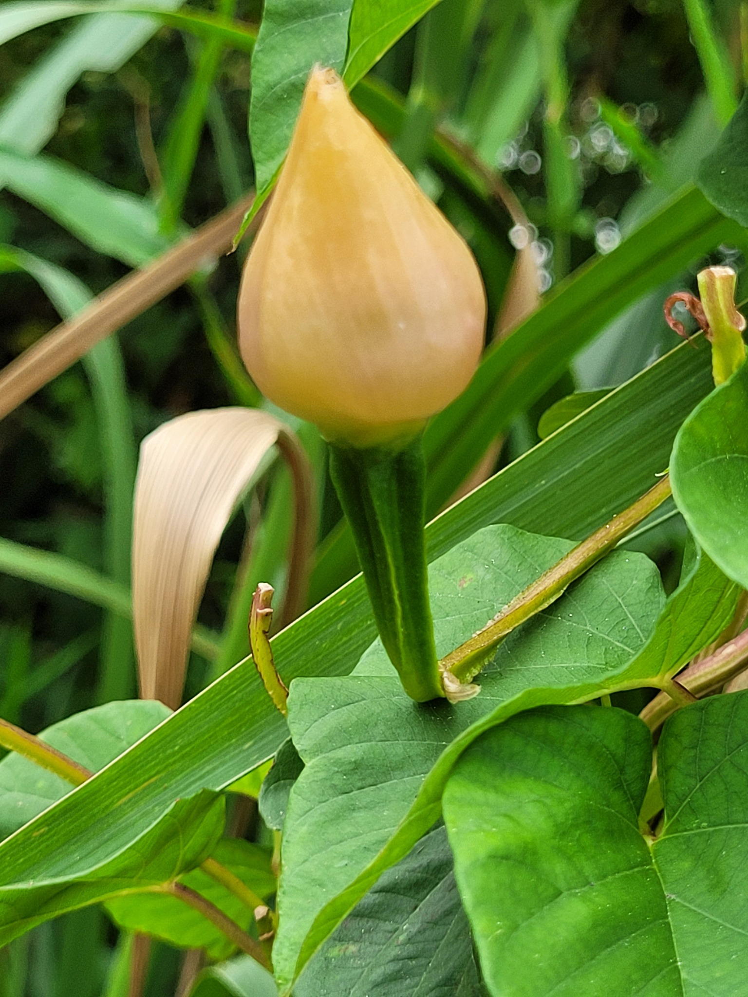 Operculina hamiltonii (G.Don) D.F.Austin & Staples