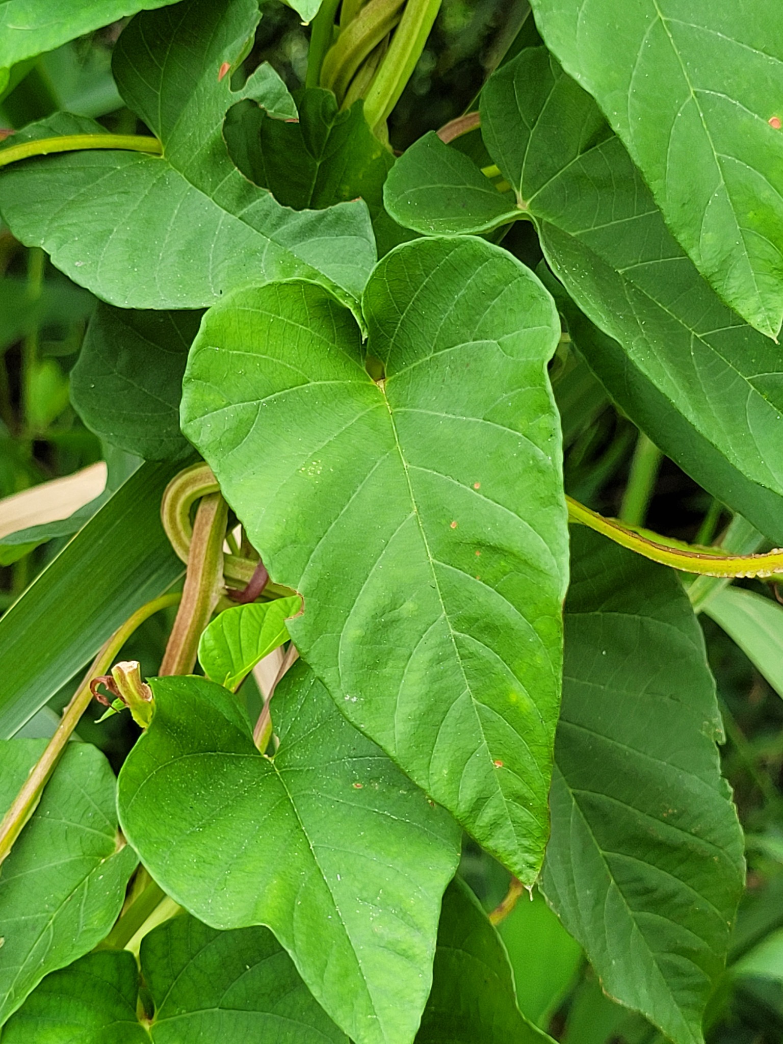 Operculina hamiltonii (G.Don) D.F.Austin & Staples