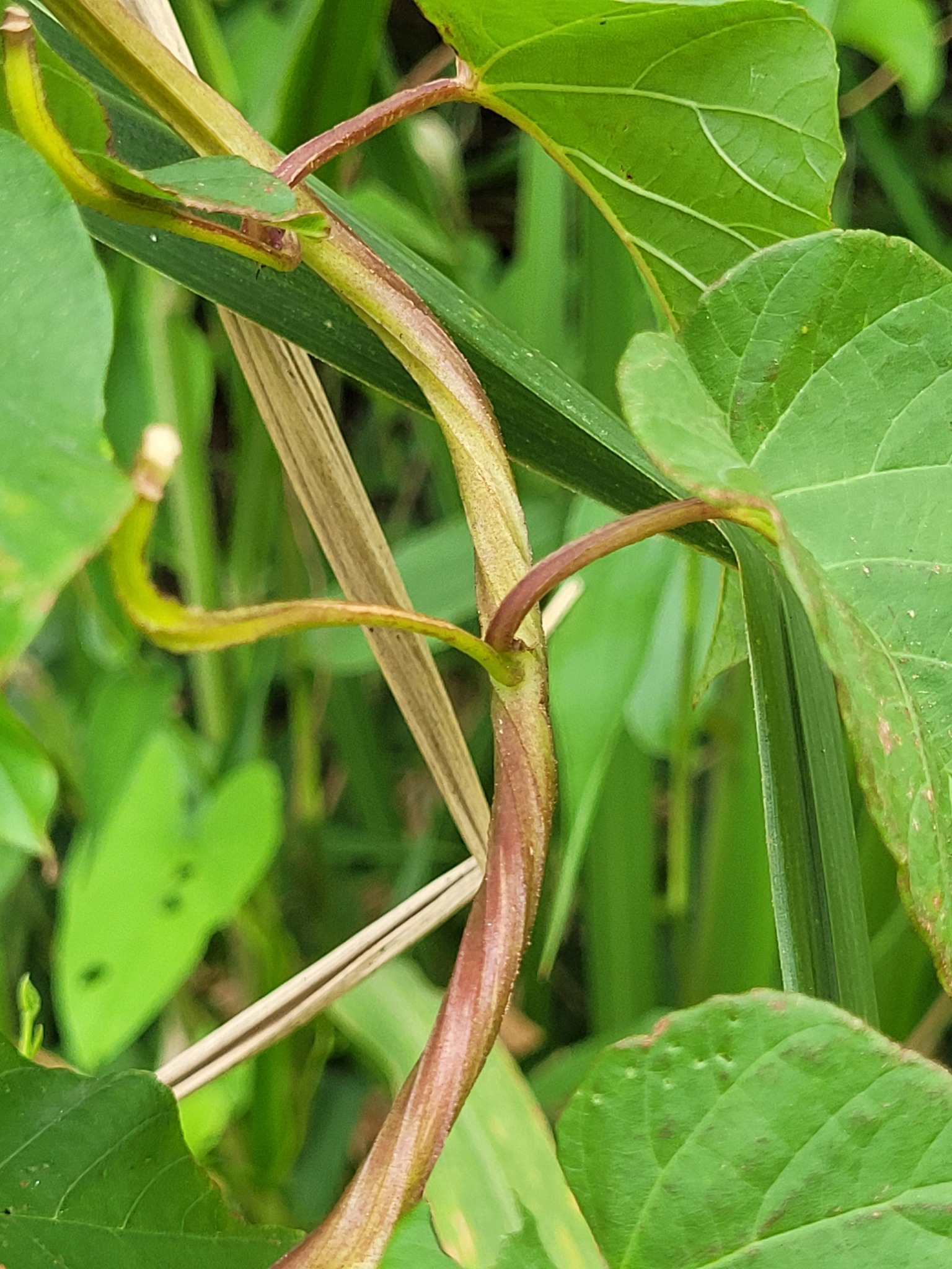 Operculina hamiltonii (G.Don) D.F.Austin & Staples