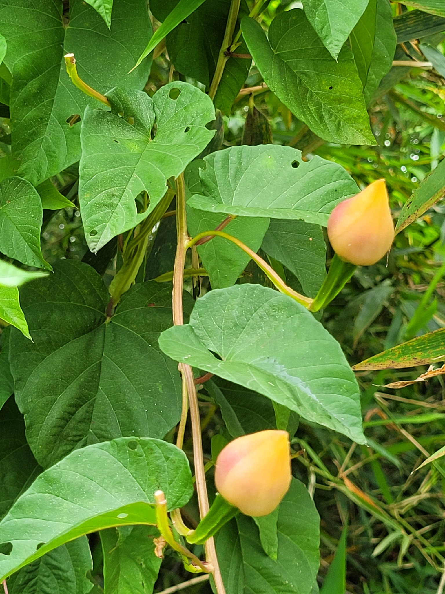 Operculina hamiltonii (G.Don) D.F.Austin & Staples