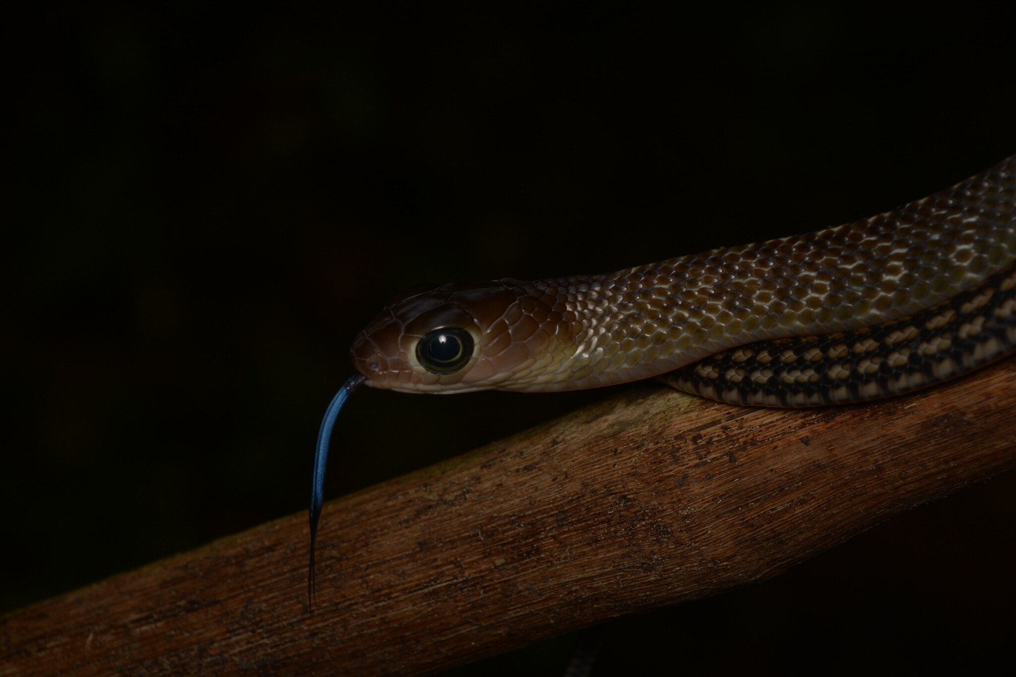 Ptyas carinata (Günther, 1858)