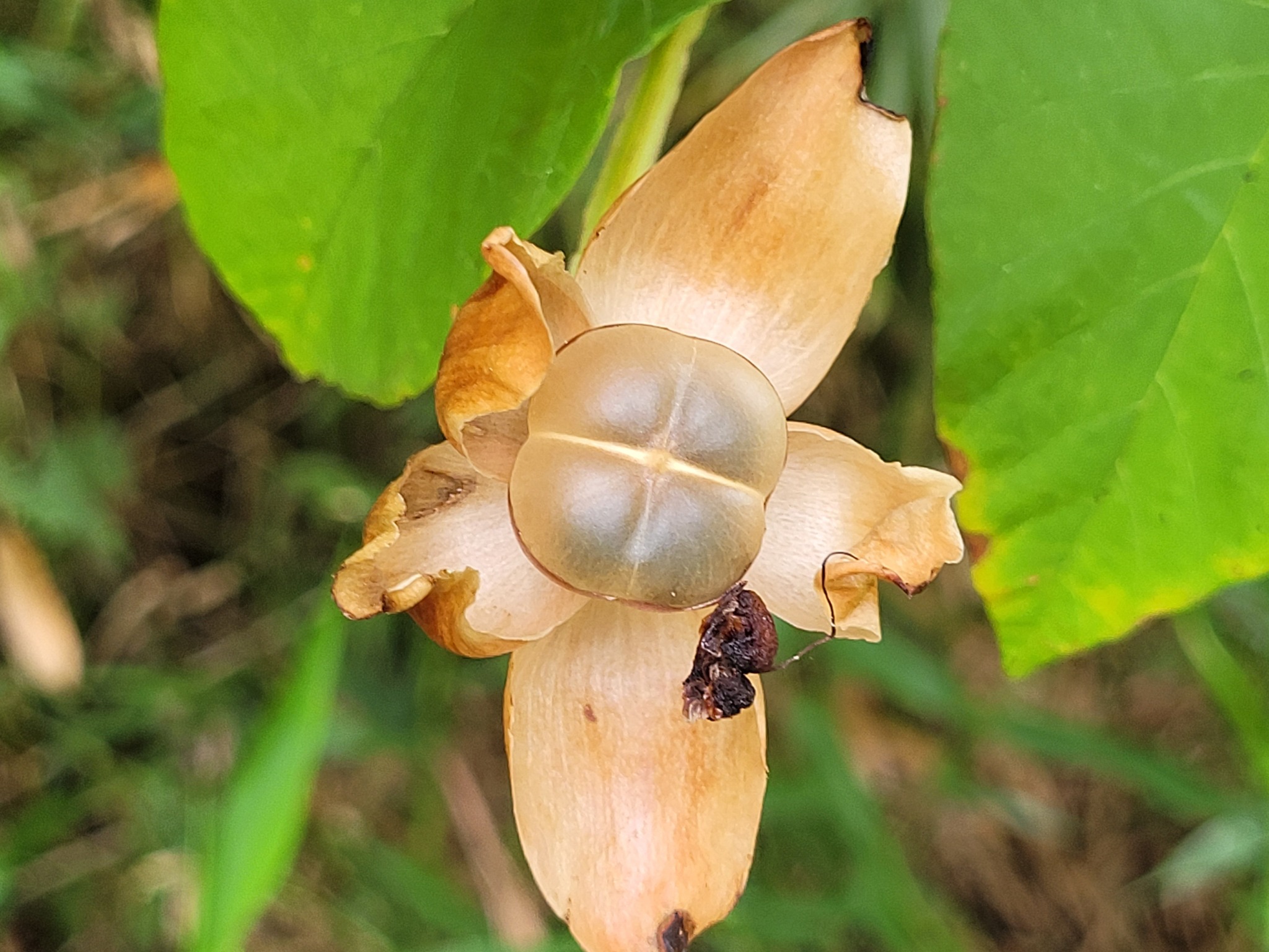 Operculina hamiltonii (G.Don) D.F.Austin & Staples