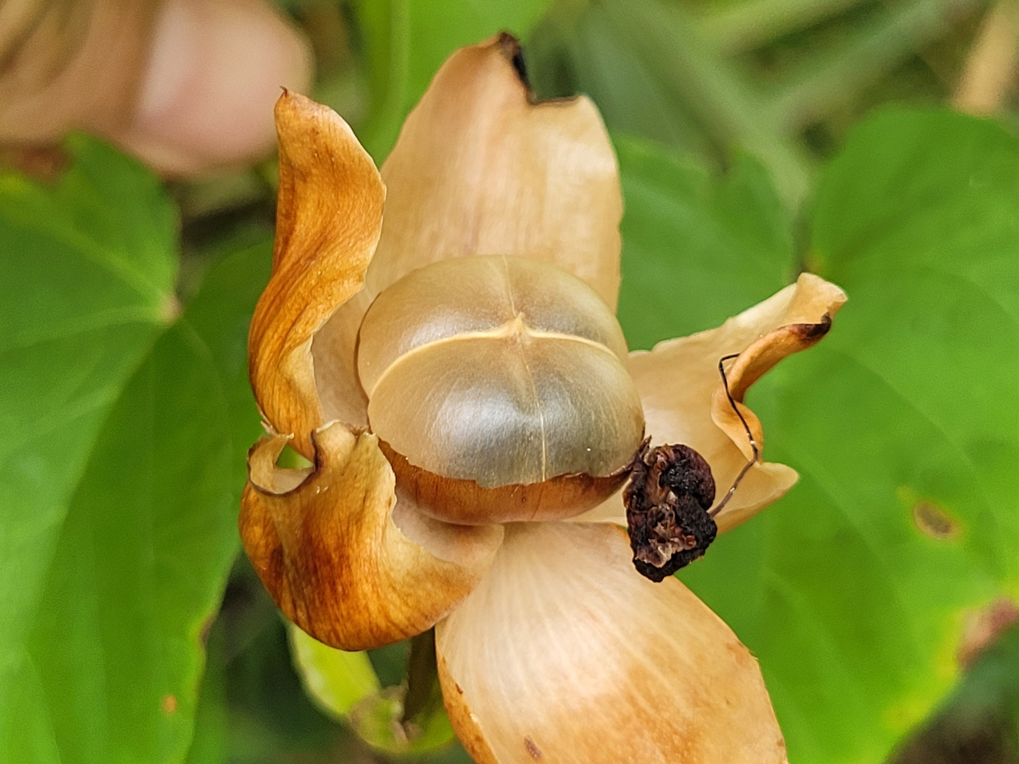 Operculina hamiltonii (G.Don) D.F.Austin & Staples