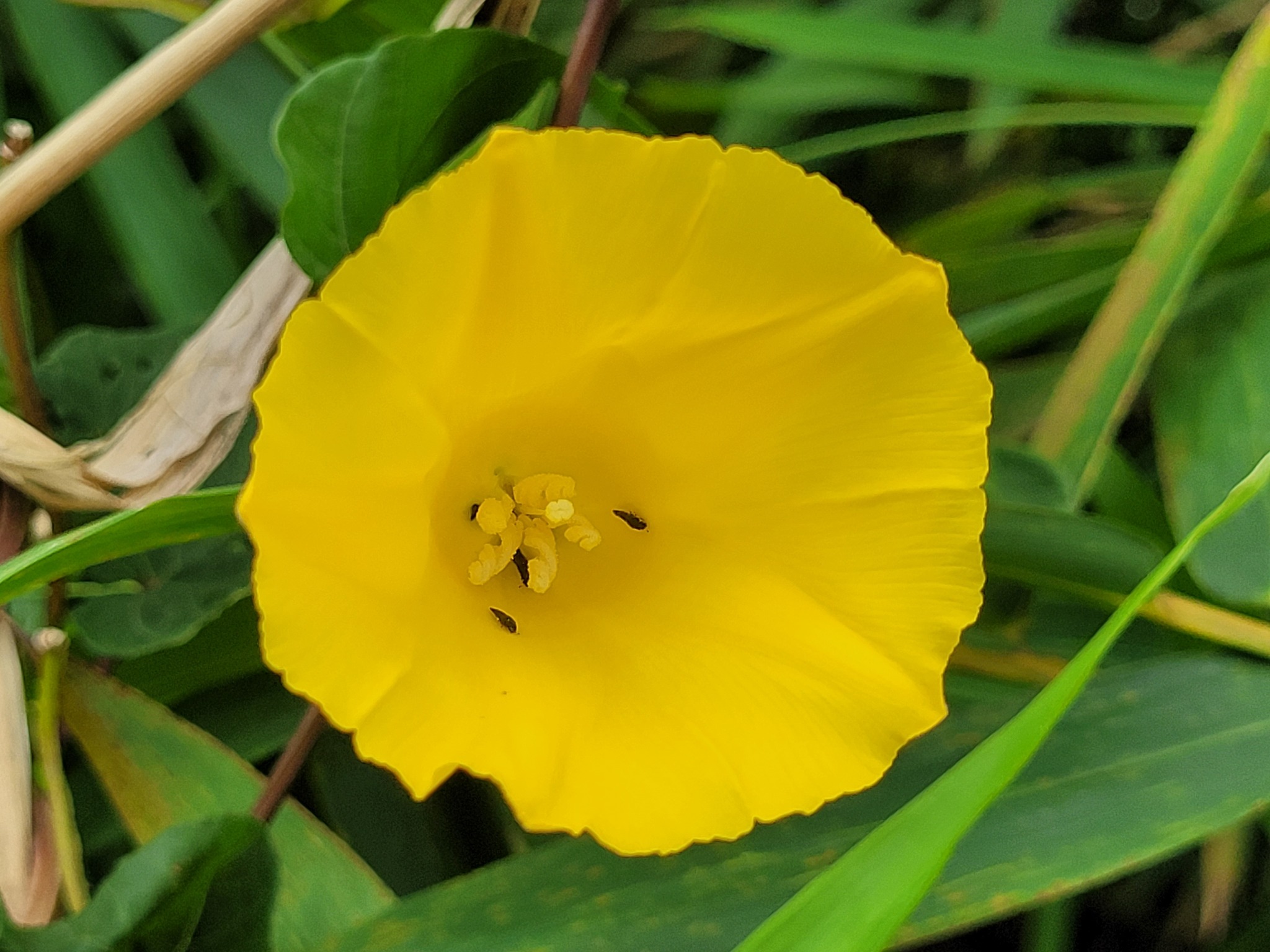 Operculina hamiltonii (G.Don) D.F.Austin & Staples