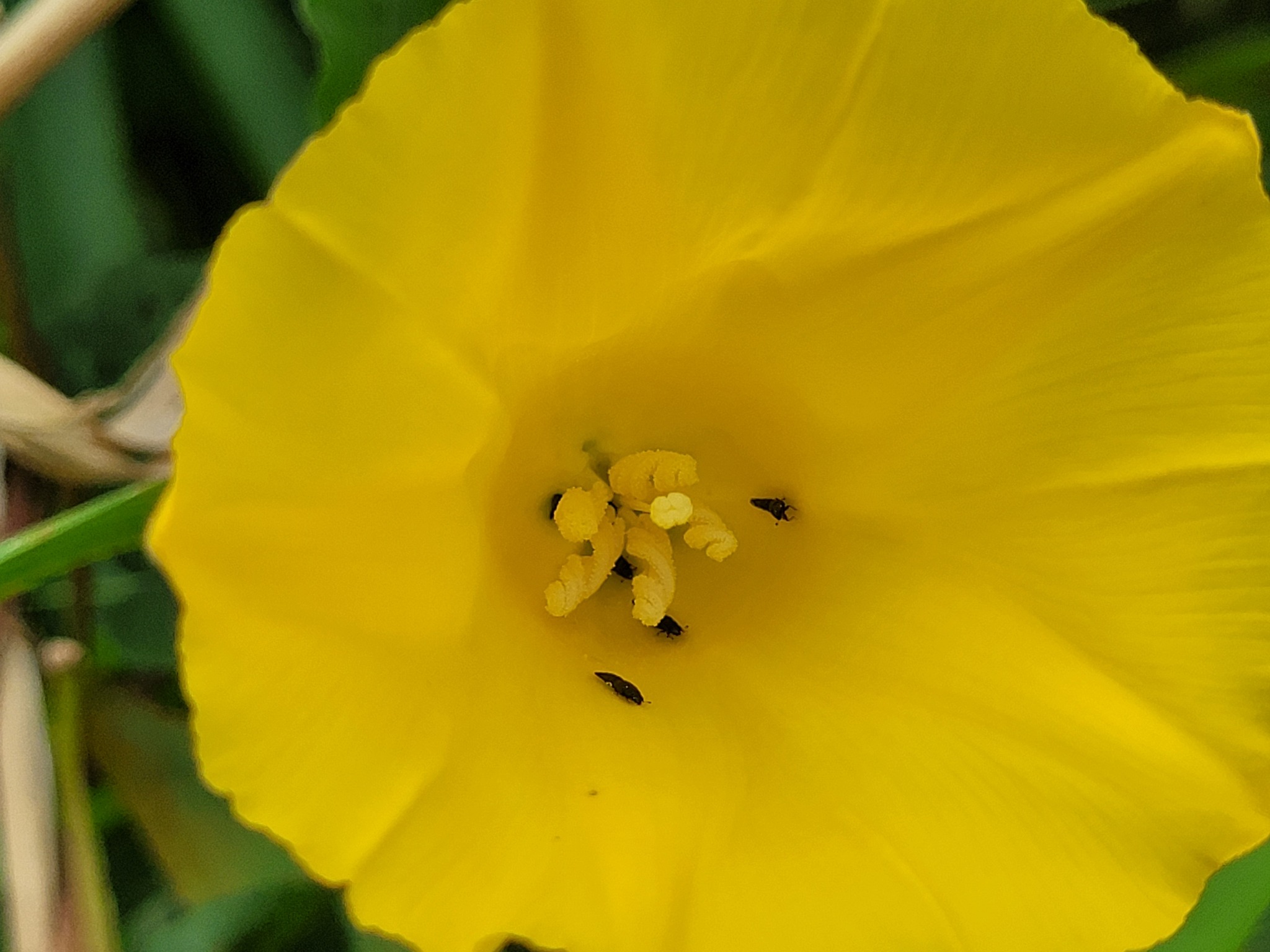 Operculina hamiltonii (G.Don) D.F.Austin & Staples