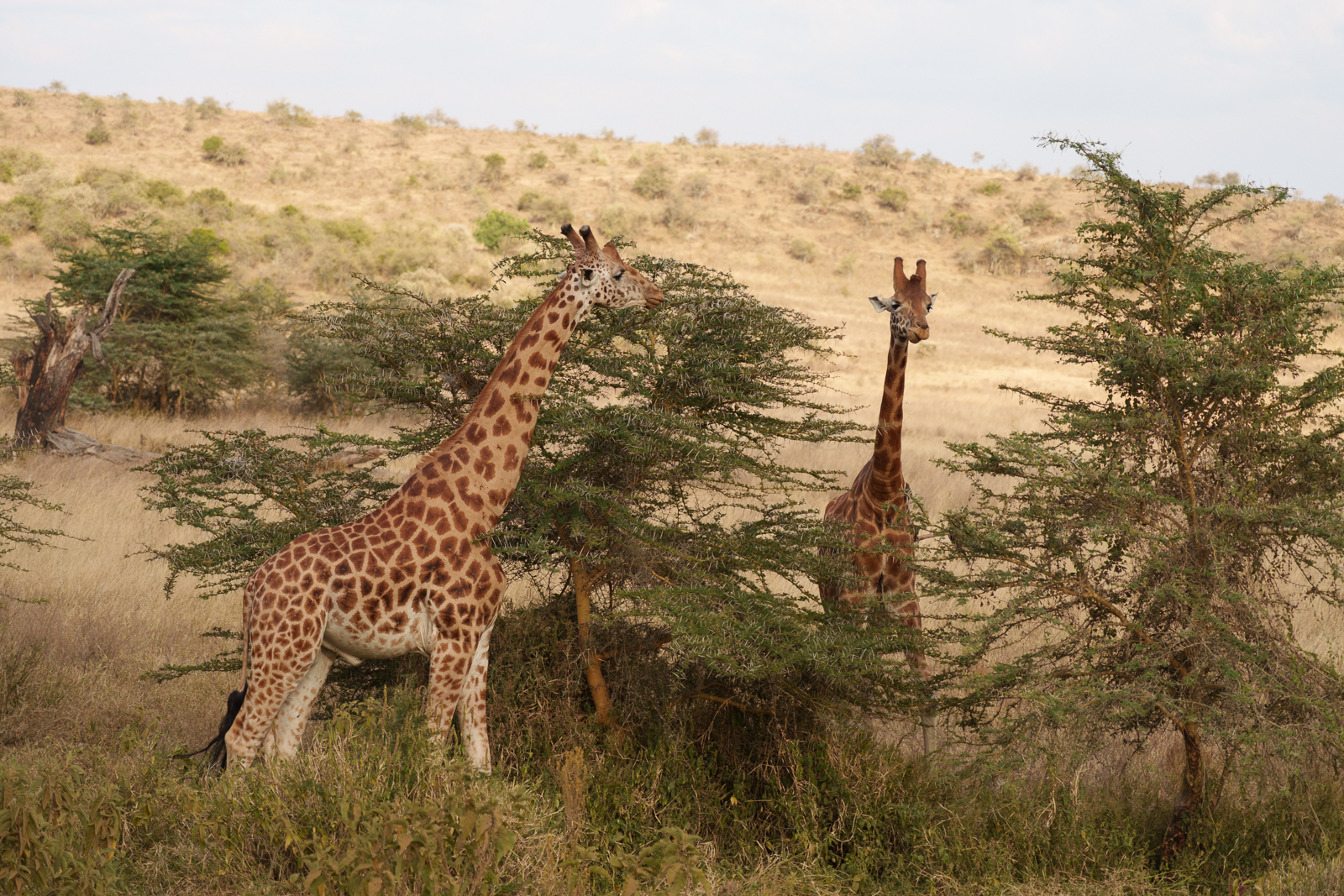 Giraffa camelopardalis (Linnaeus, 1758)