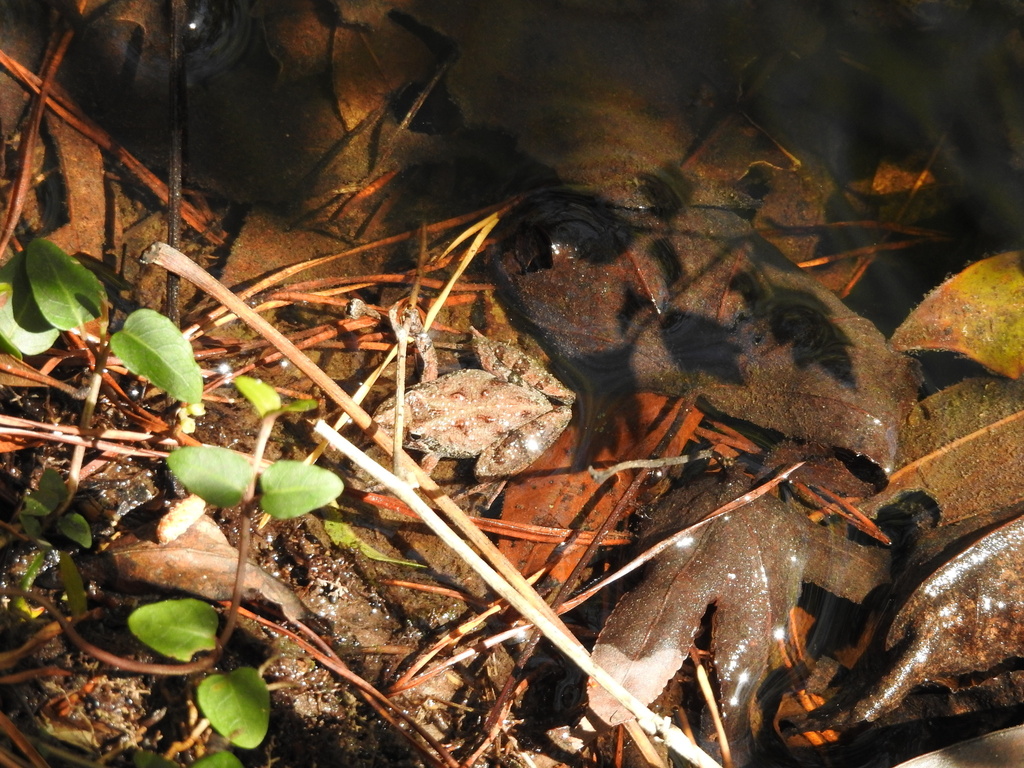 Southern Cricket Frog from Hosford, FL, US on March 26, 2022 at 11:00 ...