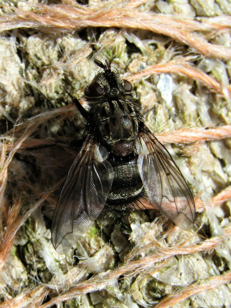 Bothria frontosa from Викенд насеље, Бован, Србија on March 14, 2023 at ...