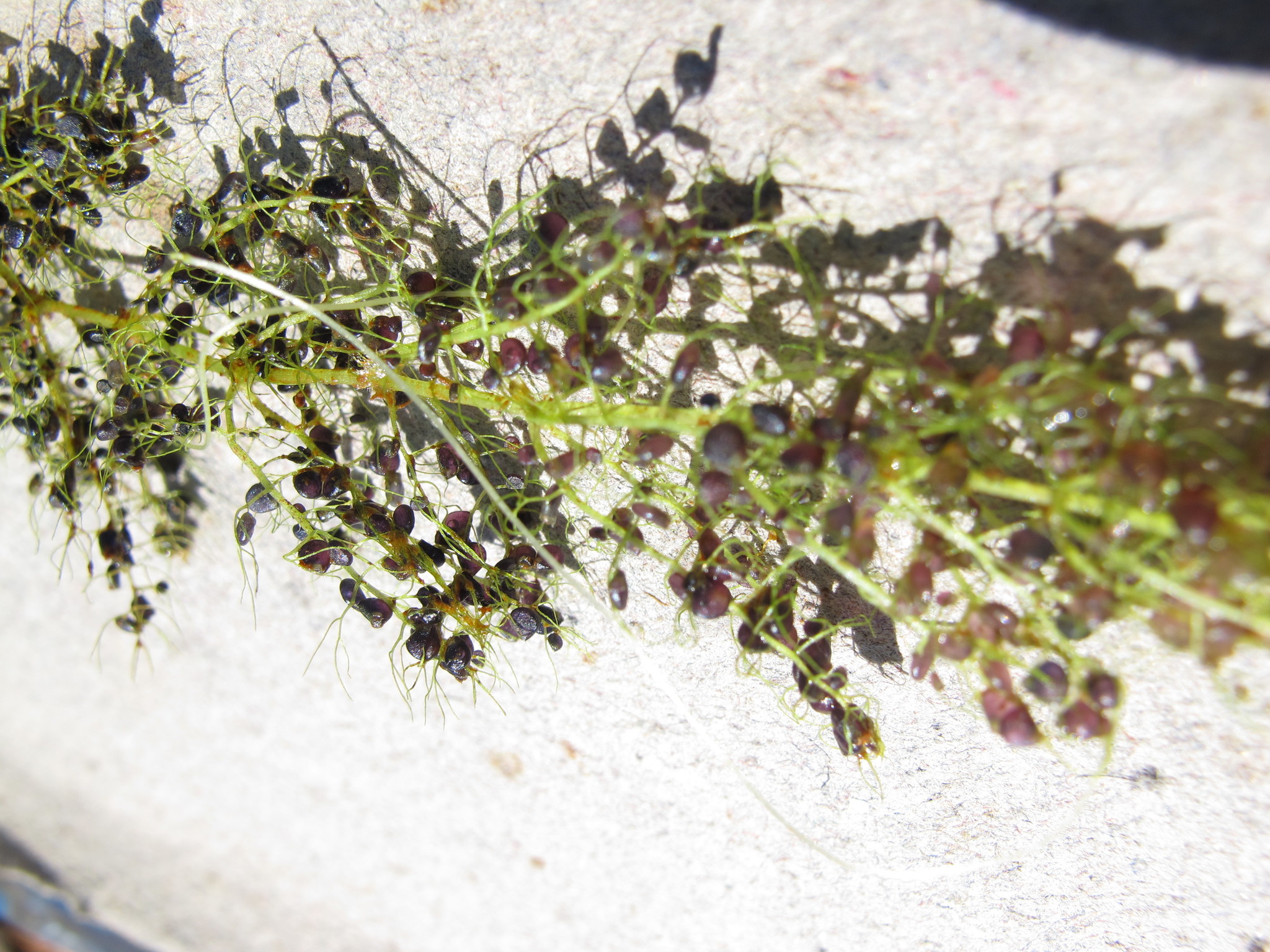 Utricularia inflexa Forssk.