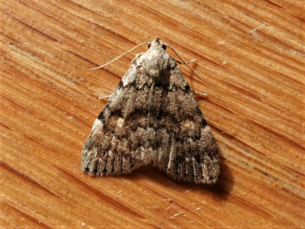 Pale-winged Idia Moth from Rainy River District, ON, Canada on July 12 ...
