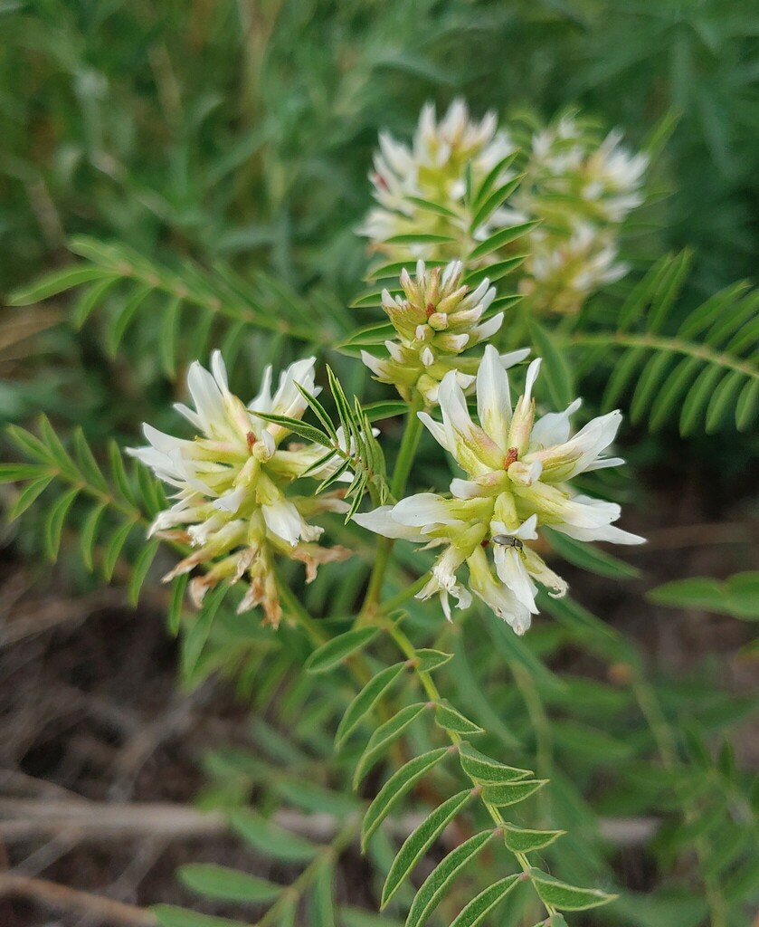 Wild Licorice from Costilla County, CO, USA on July 17, 2021 at 06:23 ...