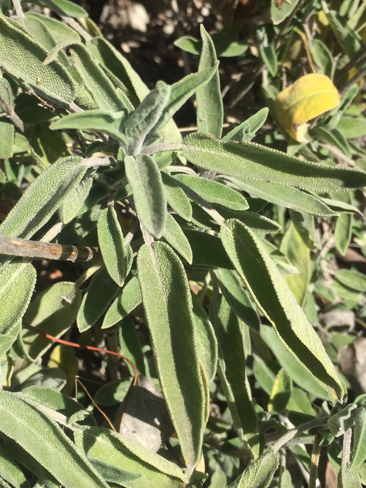 Salvia officinalis L.