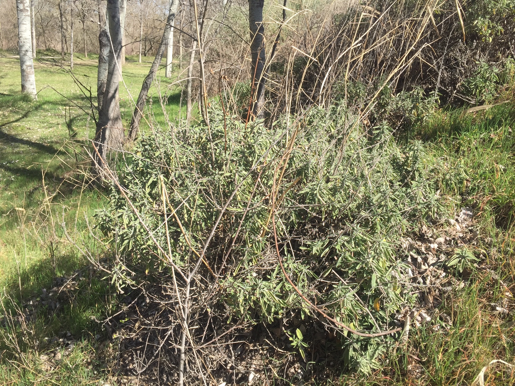 Salvia officinalis L.