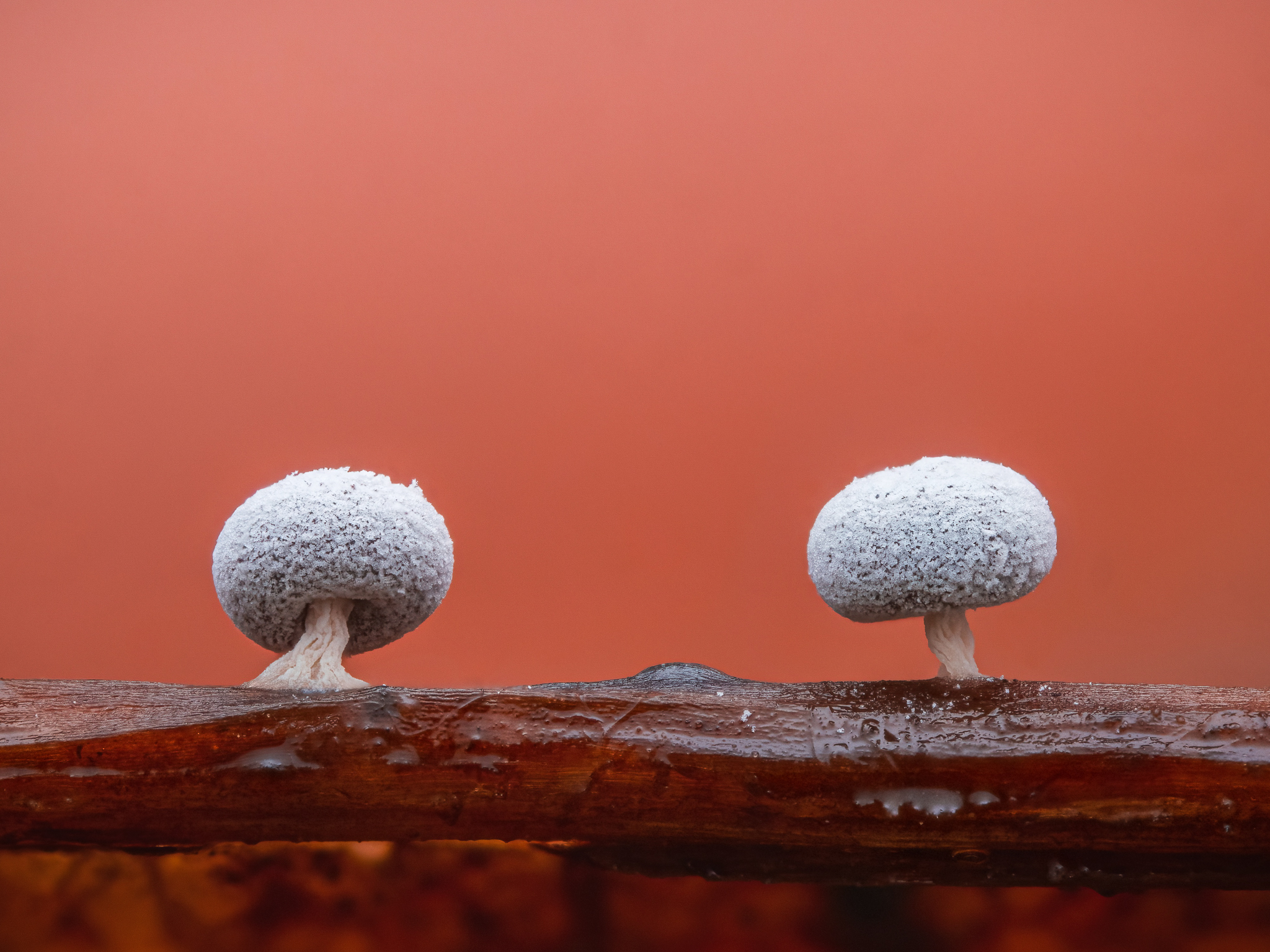 Terrarium Mold/fungus/? : r/ShroomID