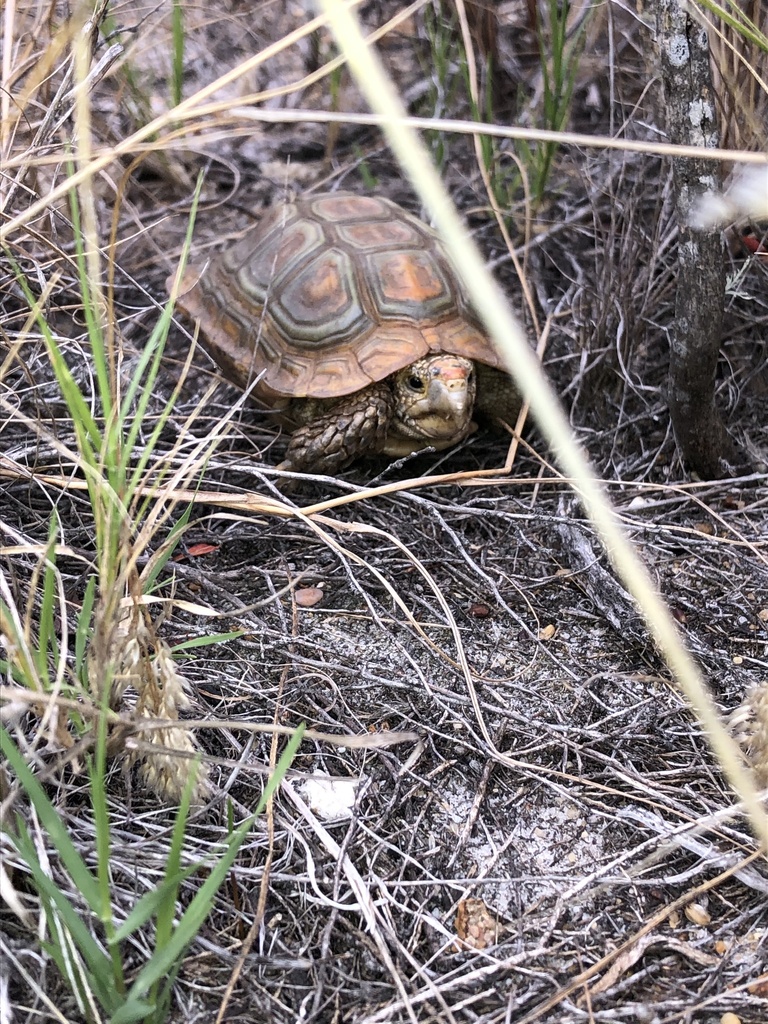 Parrot-beaked Tortoise from Kenilworth Racecourse, Cape Town, WC, ZA on ...