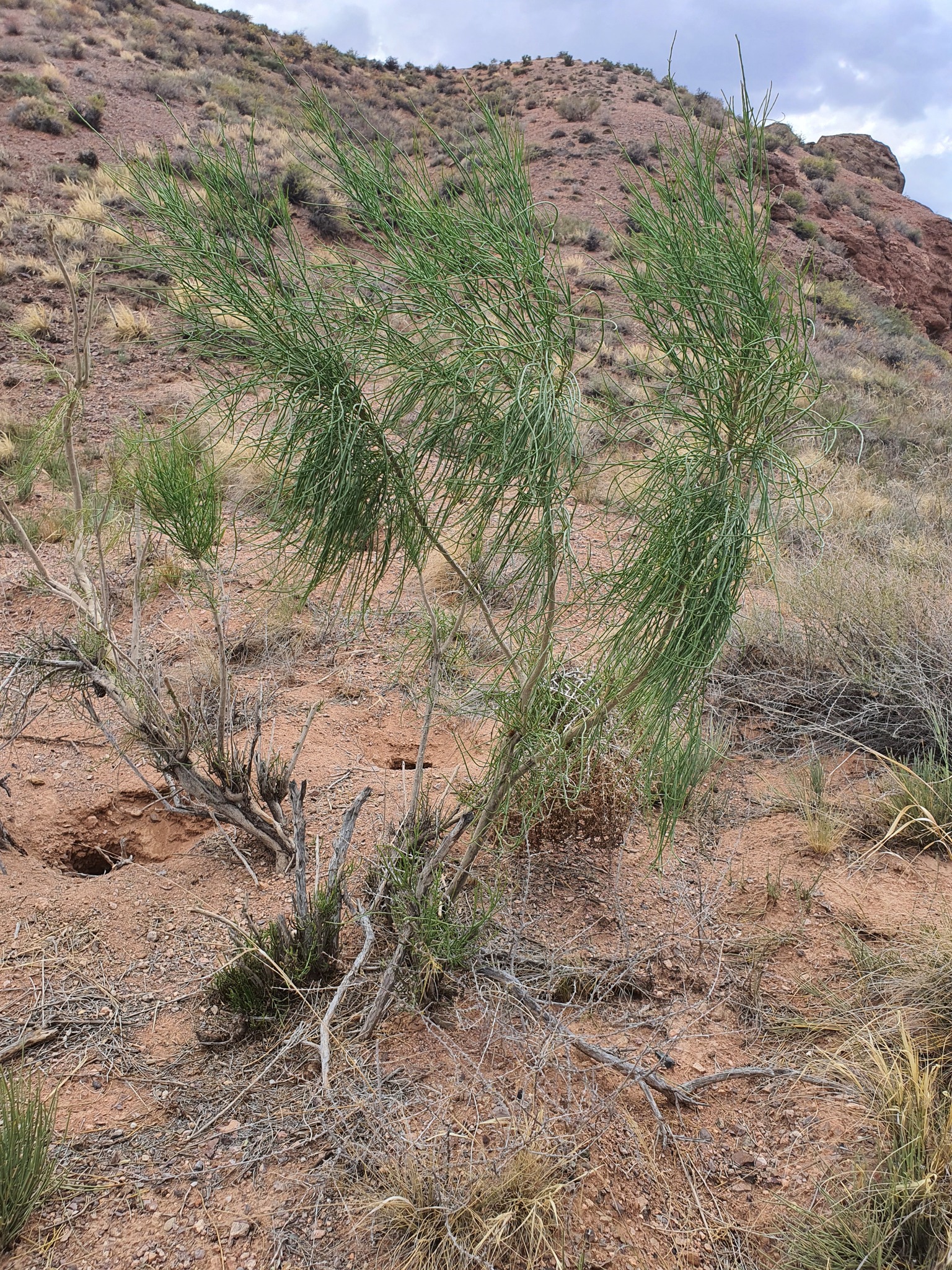 Haloxylon ammodendron (C.A.Mey.) Bunge ex Fenzl