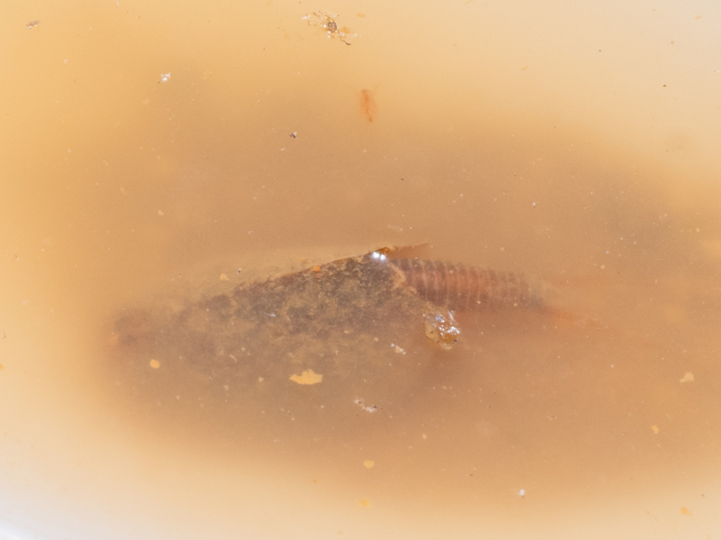 Lepidurus apus apus in February 2023 by Merav Vonshak · iNaturalist