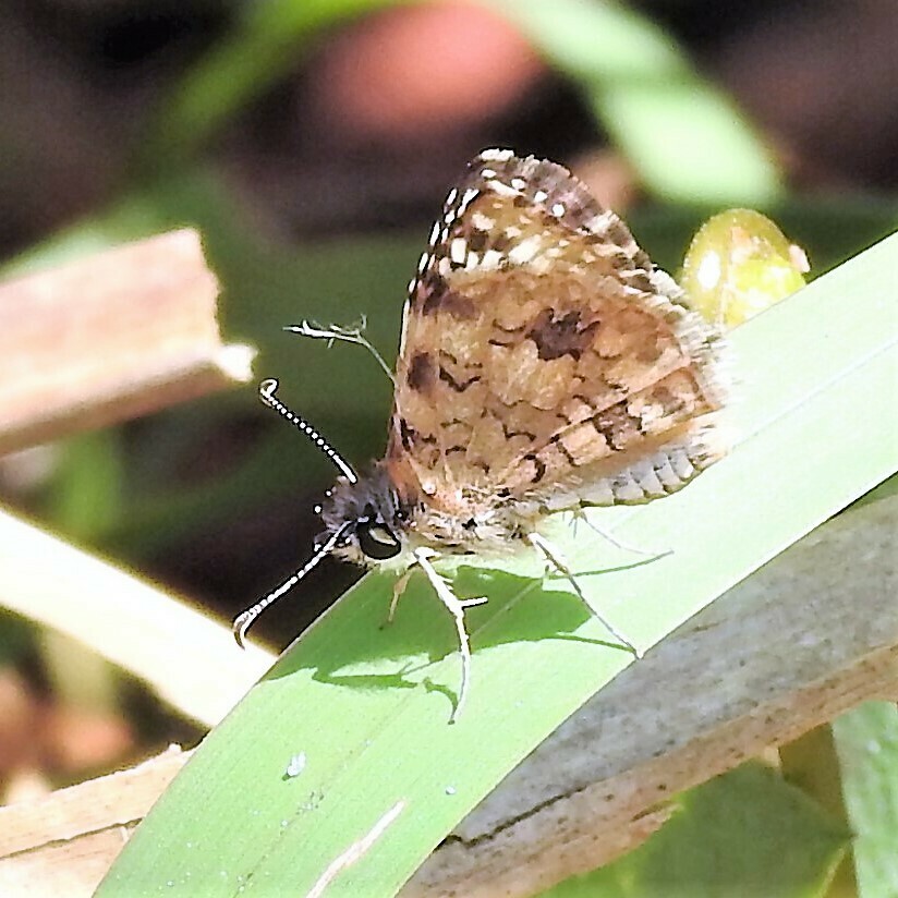 Tropical Checkered-Skipper from Arthur R. Marshall Loxahatchee Wildlife ...