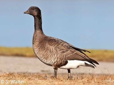 Brant × Cackling Goose from Flushing Meadows - Corona Park, Queens, NY ...