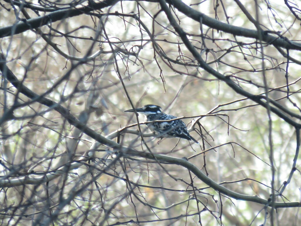 African Pied Kingfisher from Peykan Shahr, District 22, Tehran, Tehran ...