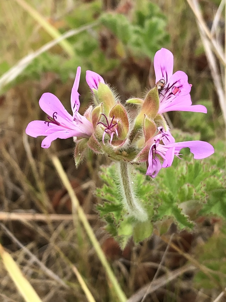 rose-scented geranium from Kenilworth Racecourse, Cape Town, WC, ZA on ...