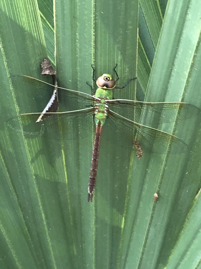 Common Green Darner from Barataria Preserve, Barataria, LA, US on March ...
