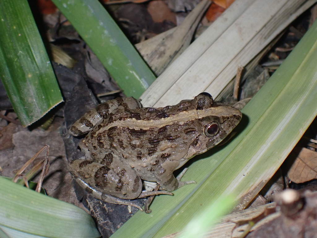 Paddy Field Frog from Khlong Toei, Bangkok, Thailand on February 16 ...