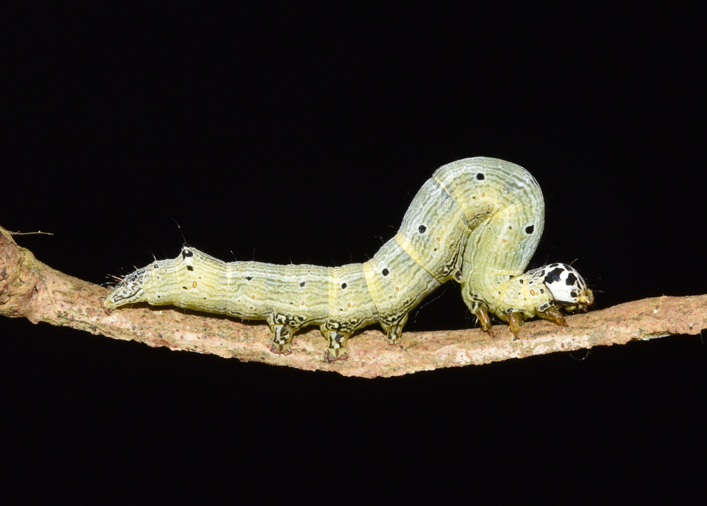 Indeterminate Achaea from Palmiet Nature Reserve, Westville, KZN, ZA on ...