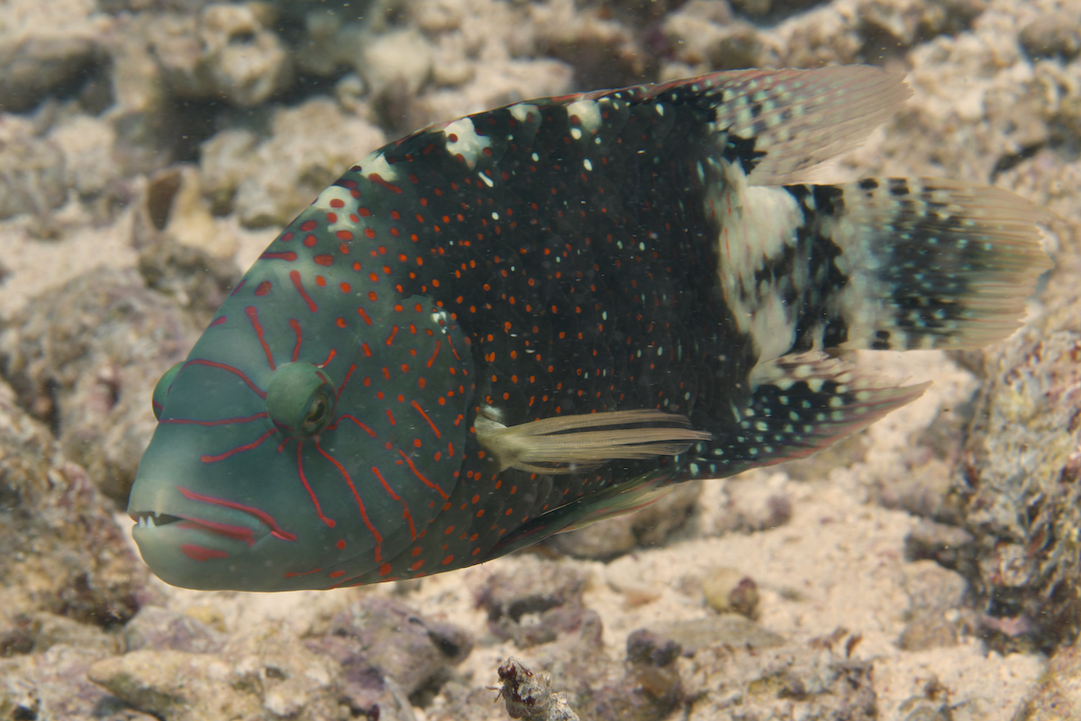 Cheilinus abudjubbe Rüppell, 1835