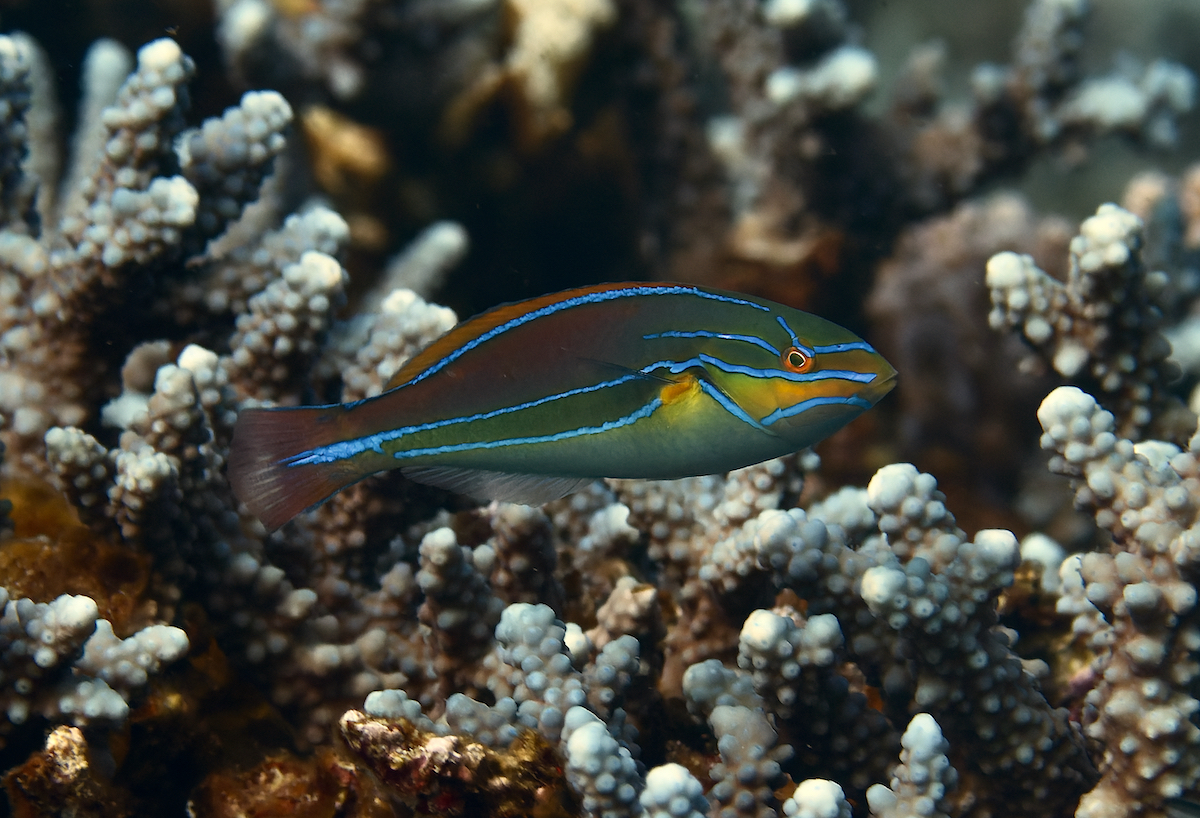 Stethojulis albovittata (Bonnaterre, 1788)