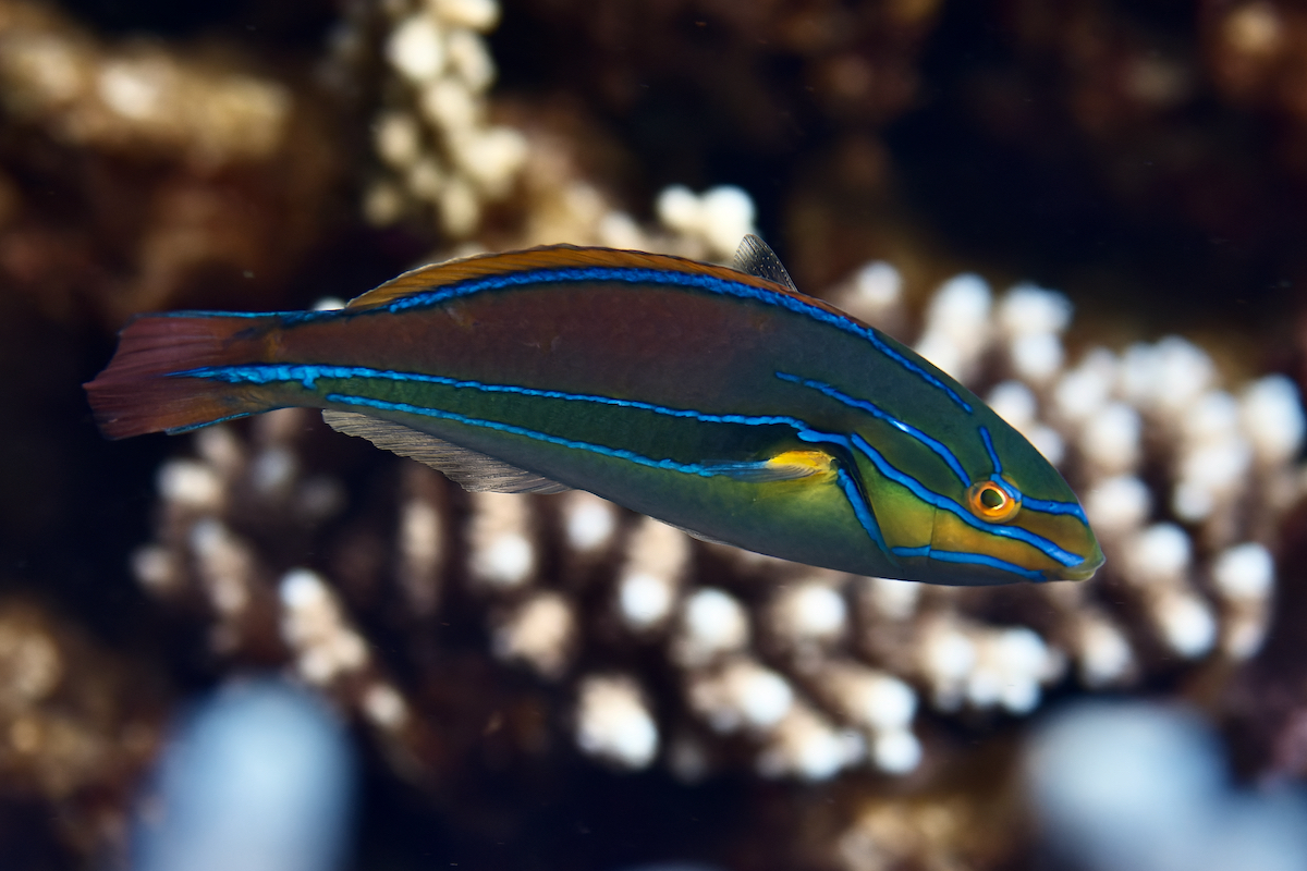 Stethojulis albovittata (Bonnaterre, 1788)