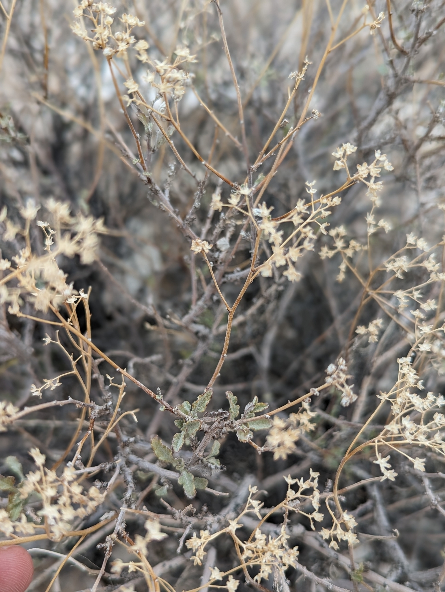 Parthenium incanum Kunth