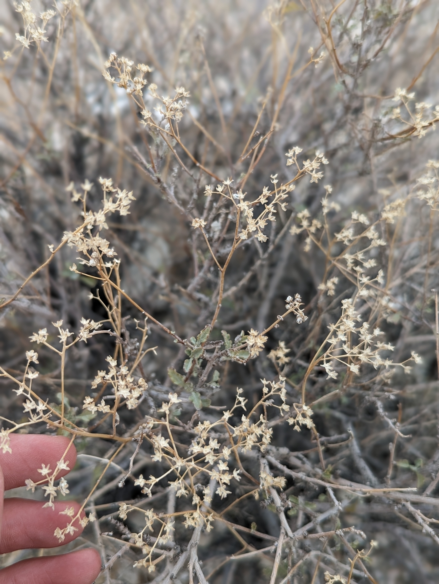 Parthenium incanum Kunth