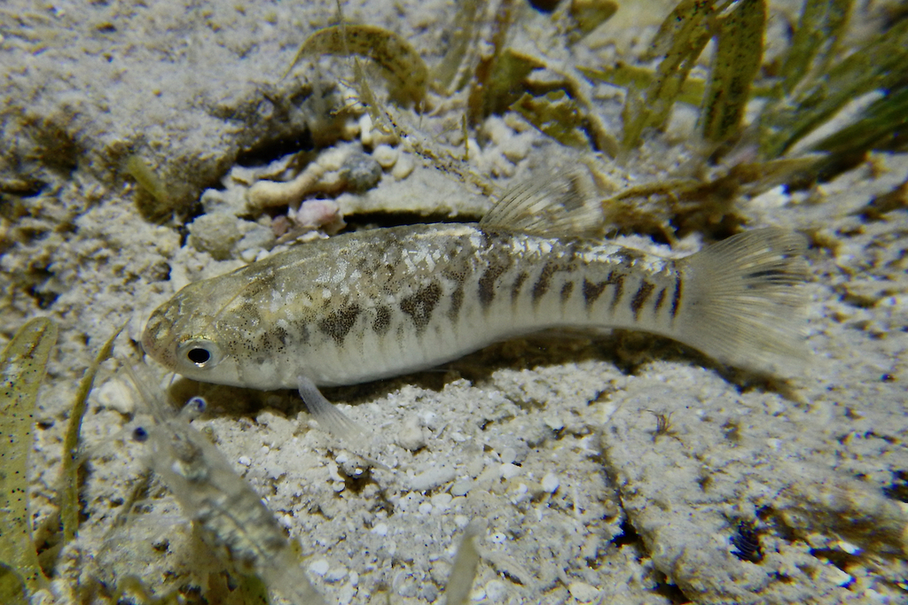 Arabian toothcarp from Al-Qusayr, Al Bahr al Ahmar, Egypt on March 28 ...