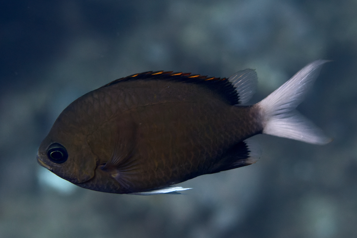 Chromis pembae Smith, 1960