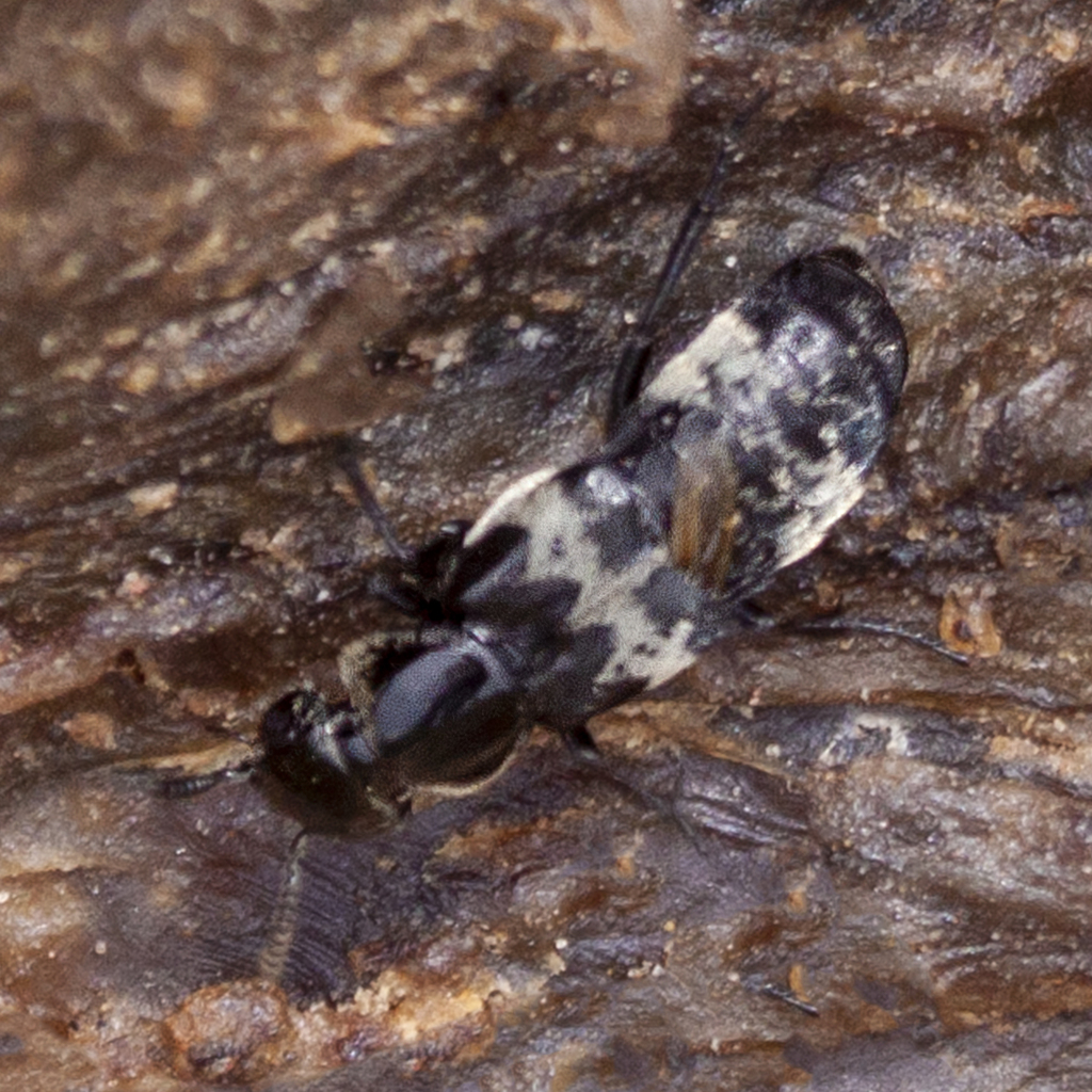 hairy rove beetle from East of Rangely on June 20, 2009 at 12:16 PM by ...