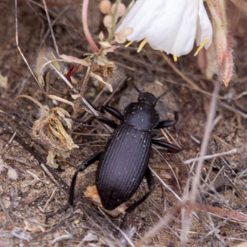 Desert Stink Beetles from East of Rangely on June 20, 2009 at 06:27 PM ...