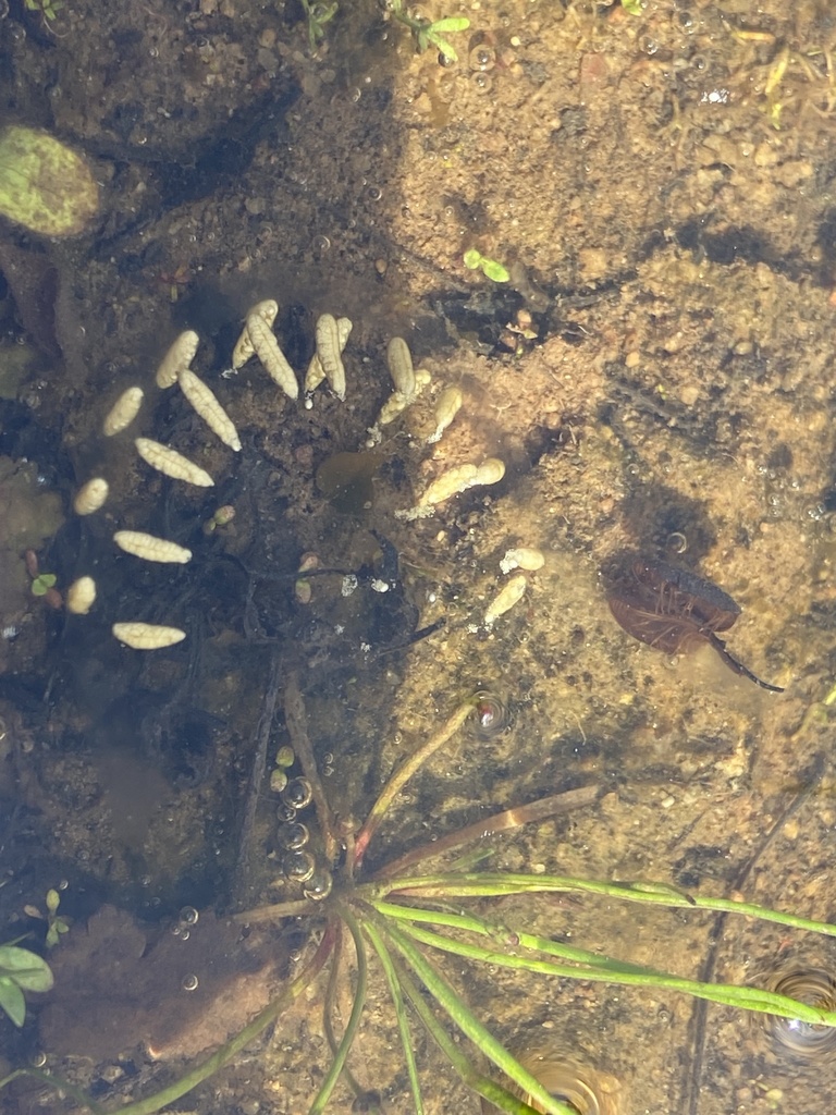 California Clam Shrimp from Ramona Grasslands County Preserve, Ramona ...